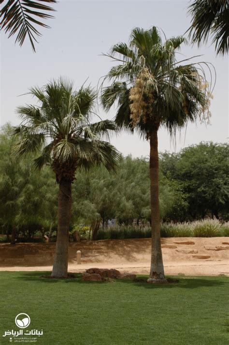 مؤسسة رايات نجد للمقاولات نخيل واشنطونيا