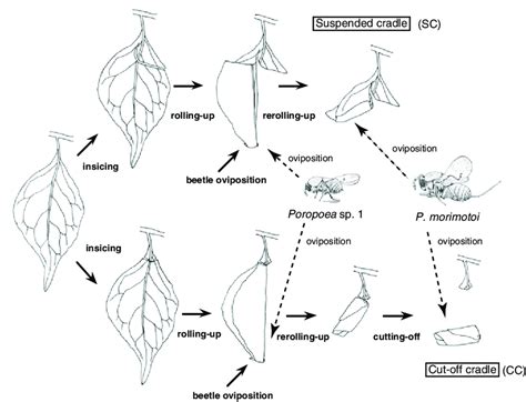 Behavioral Sequence In The Construction Of Two Cradle Types Suspended Download Scientific