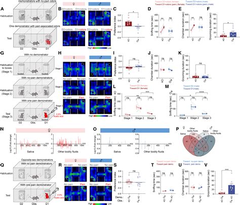 sexually dimorphic control of affective state processing and empathic behaviors neuron