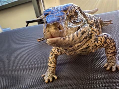 Lizard That Looks Like A Dinosaur