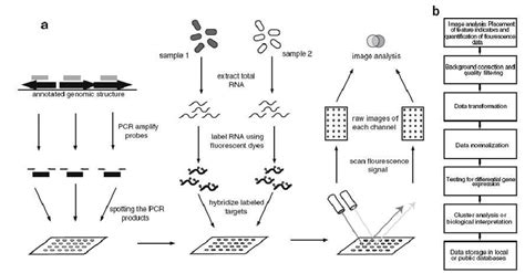 Steps In Analyzing Gene Expression Via A Microarray Download