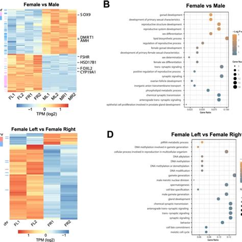 Functional Prediction Of The Sex Biased And Situs Biased Degs A The