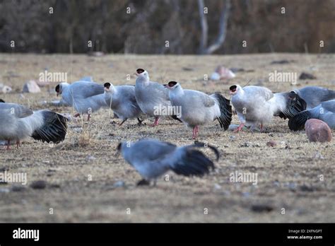 White Eared Pheasant Crossoptilon Crossoptilon Flock On Ground Sanjiangyuan National Nature