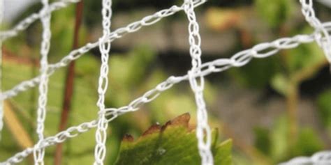 9 Bird Netting Problems You Need To Know Eyouagro