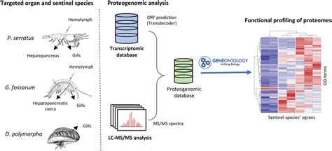 Proteogenomic Workflow For The Characterization And Functional Download Scientific Diagram