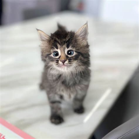 고양이분양 서울고양이분양 전국고양이분양 안산고양이분양 먼치킨 귀가 접혀 귀여움 2배인 킬트 먼치킨분양 합니다 🌸 ️당일분양 가능 ️운송분양 가능 ️예약분양 가능 문의