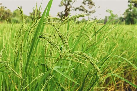 Premium Photo Green Rice Paddy Field Rice Plantation Organic
