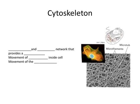 Cell Structure And Function Ppt Download