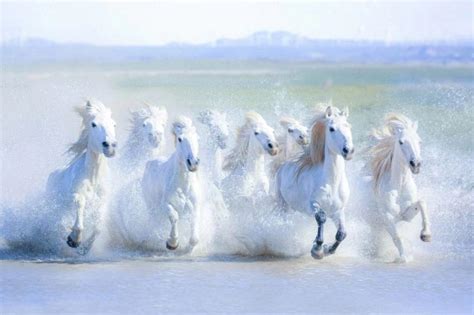 Монгол морины сэдэвт уран зураг гэрэл зургийн үзэсгэлэн гарна Mongol