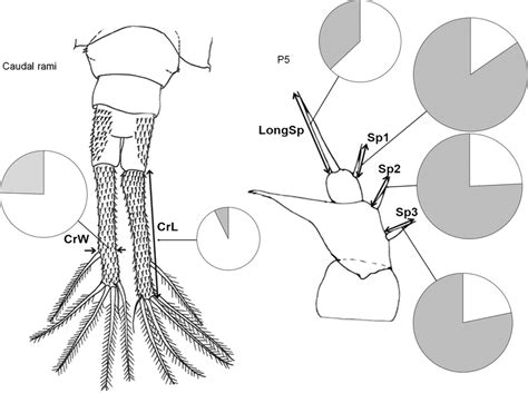 Morphological Traits Used To Analyse Fluctuating Asymmetry In Download Scientific Diagram