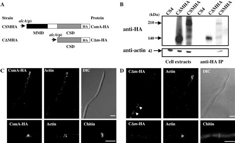 Csma A Class V Chitin Synthase With A Myosin Motor Like Domain Is Localized Through Direct