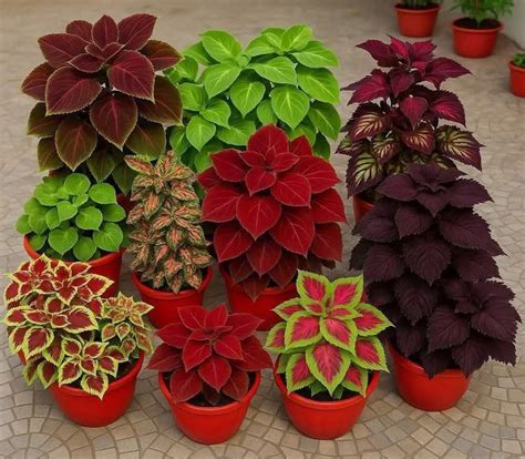 Best 11 Coleus Care And Growing Guide Artofit