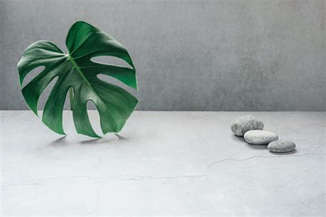 복사 공간이있는 회색 콘크리트 배경에 몬스터 잎과 조약돌 여름 자연 스파 패션 컨셉 0명에 대한 스톡 사진 및 기타 이미지