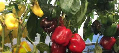 Коли найкраще сіяти перець помідори і капусту для смачного урожаю корисні підказки Politeka
