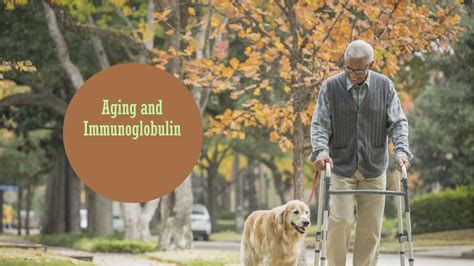 Spatial Transcriptomics Reveals Immunoglobulin Associated Senescence As