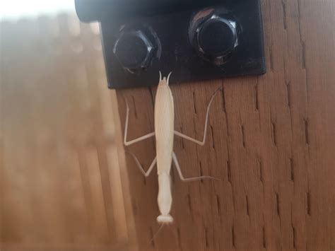 How Rare Is White Praying Mantis Ask An Extension Expert