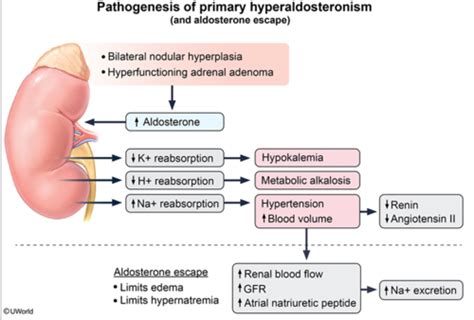 Endocrinology Review Flashcards Quizlet