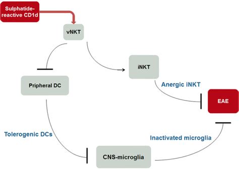 The Role Of Nk And Nkt Cells In The Pathogenesis And Improvement Of