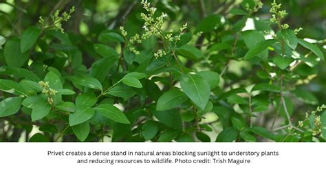 July Invasive Species Of The Month Privet Environmental Stewards