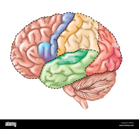 Brain Model Lobes