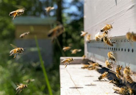 Effects Of Sublethal Doses Of Fluvalinate On Honey Bees