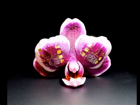 Fast Flexible Ionic Transistors For Bioelectronic Devices Dentistry