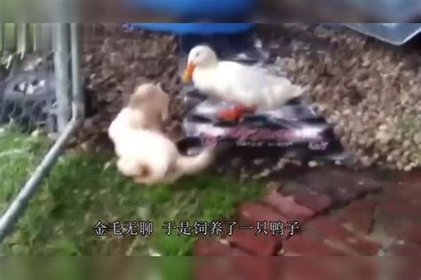 鸭子和狗狗一起长大，主人假装打狗狗，鸭子的反应太搞笑了鸭子狗狗主人