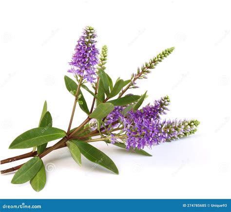 Close Up Of Flowering Stem Of Veronica Shrub Stock Image Image Of Close Leaf 274785685