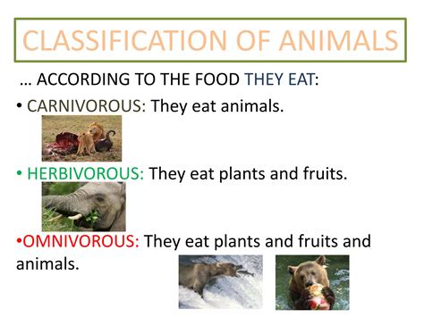 Animal Classification Y1 Pptx