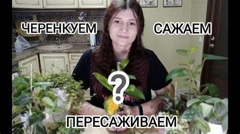 Уход за комнатными растениями Черенкуем сажаем и пересаживаем Youtube