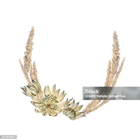 흰색 배경에 고립 된 수채화 보호 프레임 디자인을위한 원 테두리 템플릿 결혼식을위한 드라이 베이지 색 녹색 꽃과 스파이크 렛 손으로 그린 여름 식물 복사 공간이있는 클립