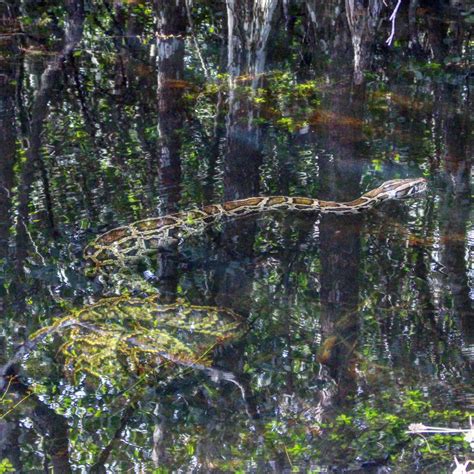 Florida Alligator Chomps On Drags Massive Python In Everglades Video