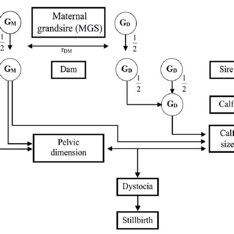 Direct And Maternal Genetic Influences On Calving Ease Dystocia 4 Download Scientific