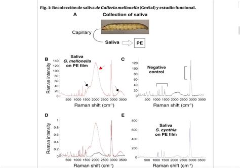 Worms Eat Plastic In 24 Hours Scientists Surprising Natural Solution