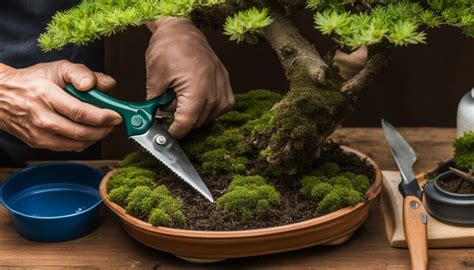 Bonsai Tree Species Guide The Versatile Trident Maple