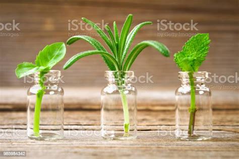 바 질 로즈마리 파 슬 리 딜 민트의 허브와 에센셜 오일의 병에는 오래 된 나무 배경 설정 건강관리와 의술에 대한 스톡 사진 및 기타 이미지 Istock