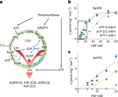 Effects Of ATP On The Activity Of SeXPK A Proposed Roles Of SeXPK In Download Scientific
