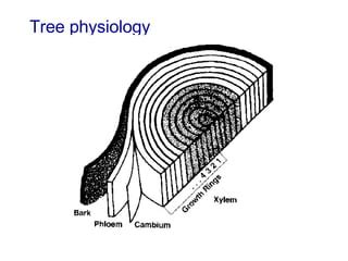 A Basic Pruning Cuts Codit PPT