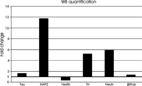 Quantification Of Western Blot Results For Marker Proteins From Fig 5