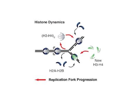 ppt regulation of replication fork progression through histone supply