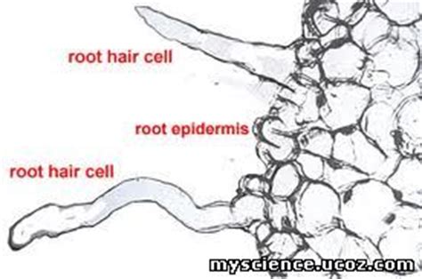 Root System Zones My Files File Catalog Alladi S