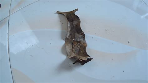 Waste Detection 2 Object Detection Dataset By Waste Detection