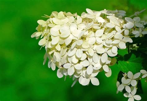 38 Different Trees With White Flowers Photos Identification Guide