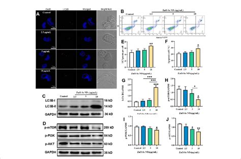 Zno Se Nps Induce Autophagy And Apoptosis In Mtb Infected Macrophages