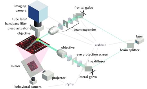 Figure ï¿¿ï¿¿ Schema Of The Lightsheet Microscope Described In The Download Scientific Diagram