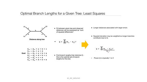 Molecular Evolution Ppt