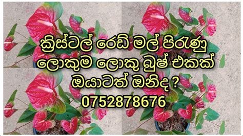 පිස්සු හැදෙන ලස්සනක් තියෙන එයා ඔයාටත් ඔනිද 0752878676 Youtube