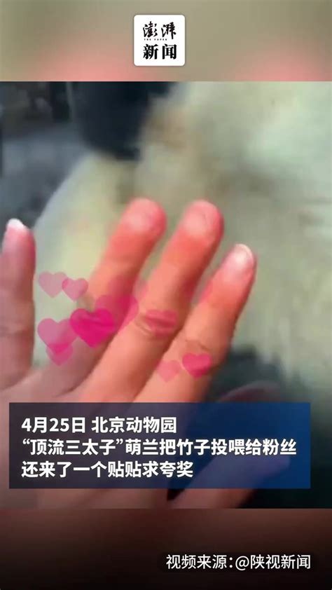 大熊猫萌兰给游客 投喂”竹子， 贴贴”求夸奖凤凰网视频凤凰网