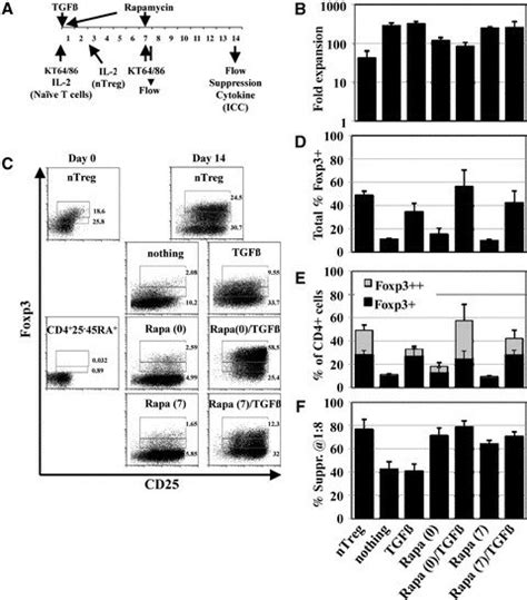 Rapa Enhances Tgfß Induced Foxp3 Expression And Confers In Vitro Download Scientific Diagram