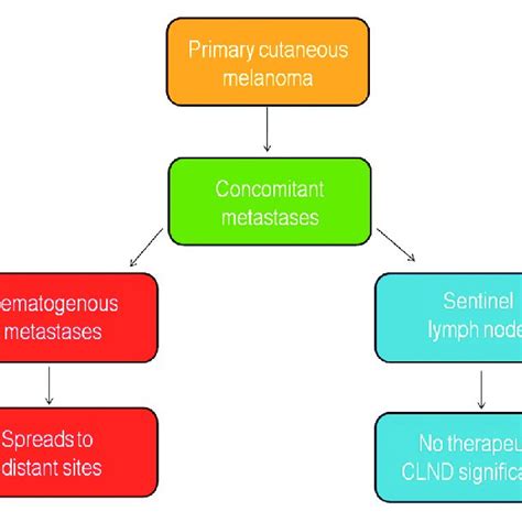Schematic Representation Of The Sentinel Lymph Node Sln Concept